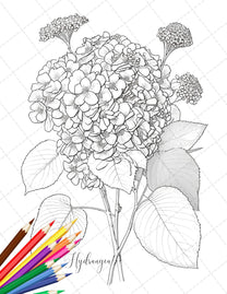 30 Botanical Flowers Printable Coloring Pages for Adults, Floral Grays ...