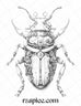 42 Steampunk Bugs Grayscale Coloring Pages Printable for Adults, PDF F ...
