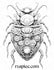 42 Steampunk Bugs Grayscale Coloring Pages Printable for Adults, PDF F ...