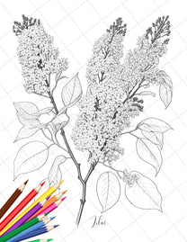 30 Botanical Flowers Printable Coloring Pages for Adults, Floral Grays ...